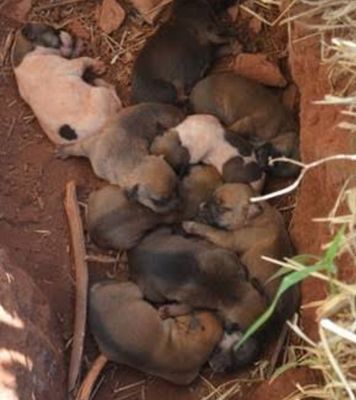 Vaquinha Online - Ajuda aos Dogs em situação de rua | Kickante