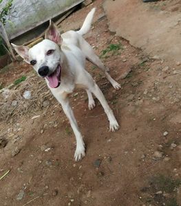 Vaquinha Online - Animais de rua | Kickante