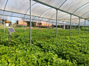 Crowdfunding - Sistema IOT fazenda inteligente | Kickante