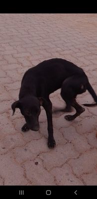 Vaquinha Online - Amor aos dogs | Kickante